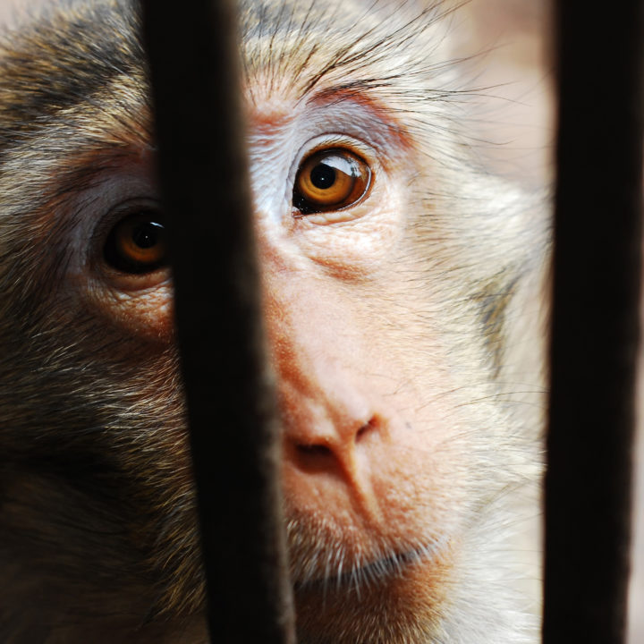 Roadside Zoos - Animal Legal Defense Fund