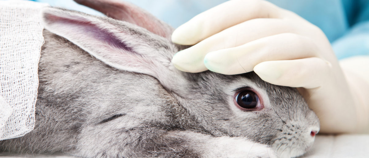 Animal Testing: Models for Improvement - Animal Legal Defense Fund
