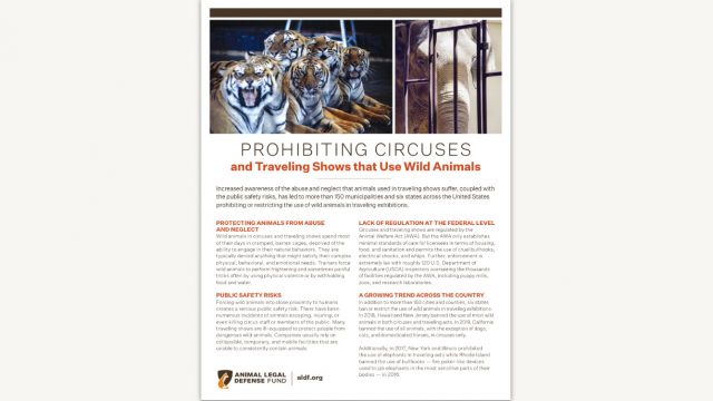 Prohibiting Circuses and Traveling Acts that Use Animals - Animal Legal ...