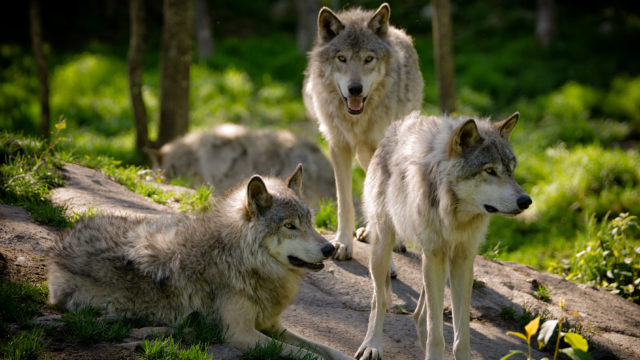 Michigan: A Call to Save Michigan’s Wolves - Animal Legal Defense Fund