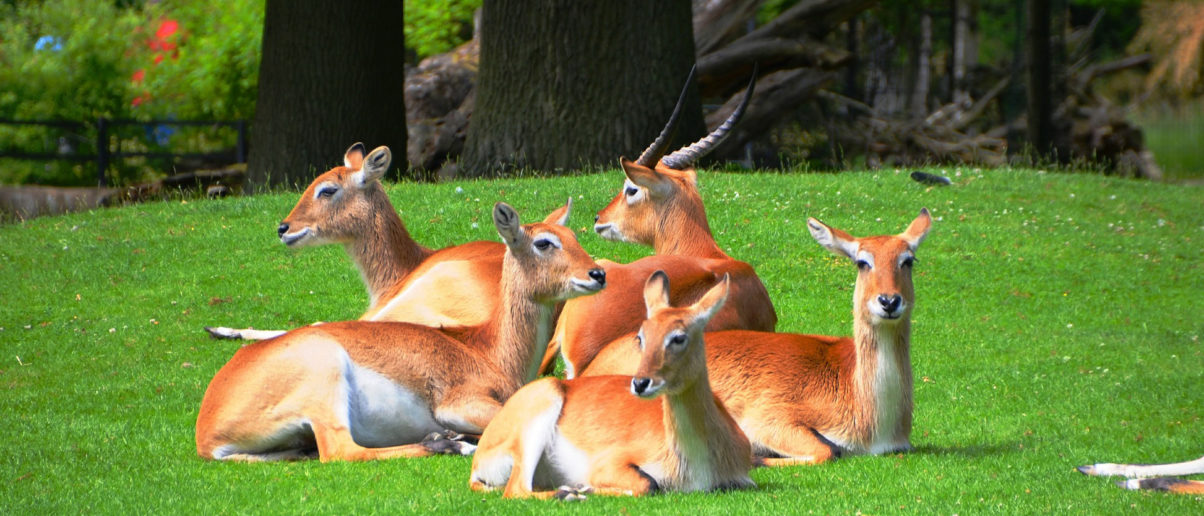 Meet the Animals You’re Protecting Through the Stop the Hunt Campaign ...