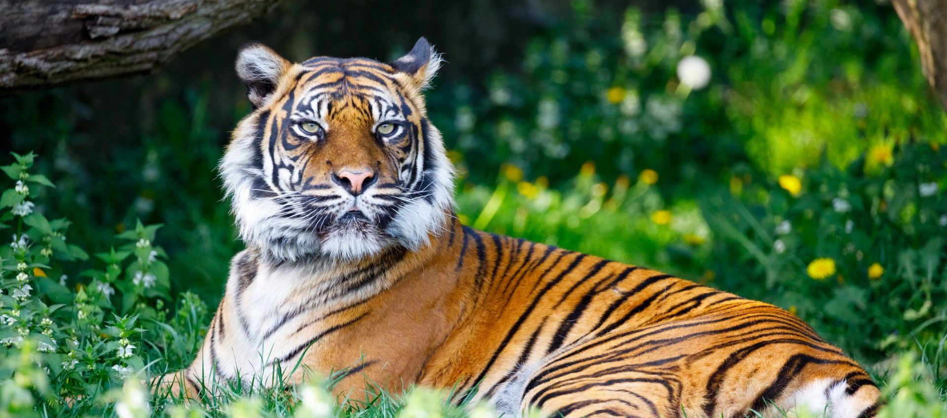 Big Cat Public Safety Act (Federal) - Animal Legal Defense Fund