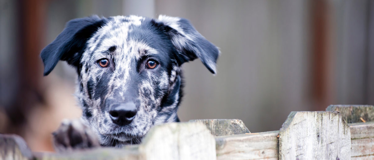 Brussels Recognizes Animals as Sentient Beings Distinct from Objects ...