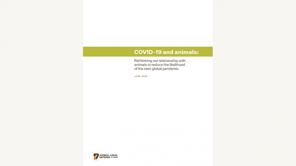 COVID-19 Policy Recommendations - Animal Legal Defense Fund