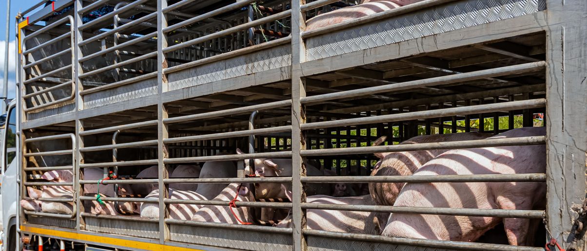 Support the Humane Transport of Farmed Animals Act - Animal Legal ...