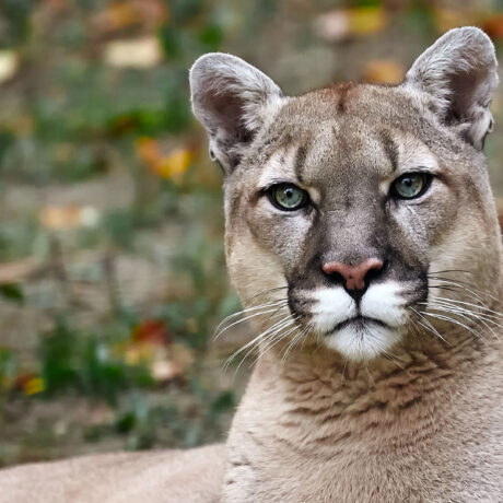 Roadside Zoos - Animal Legal Defense Fund