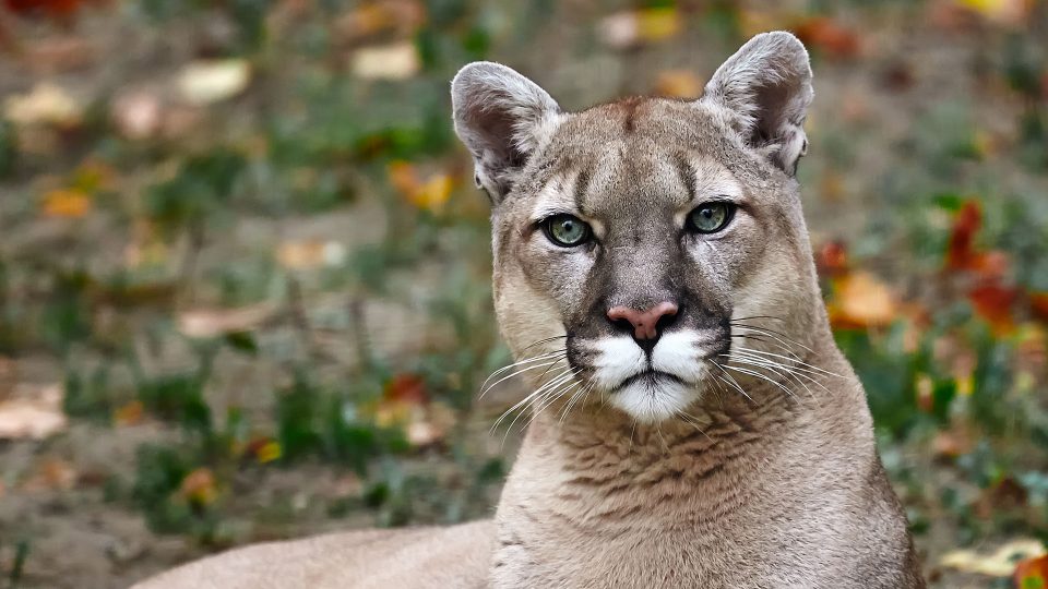 Wildlife