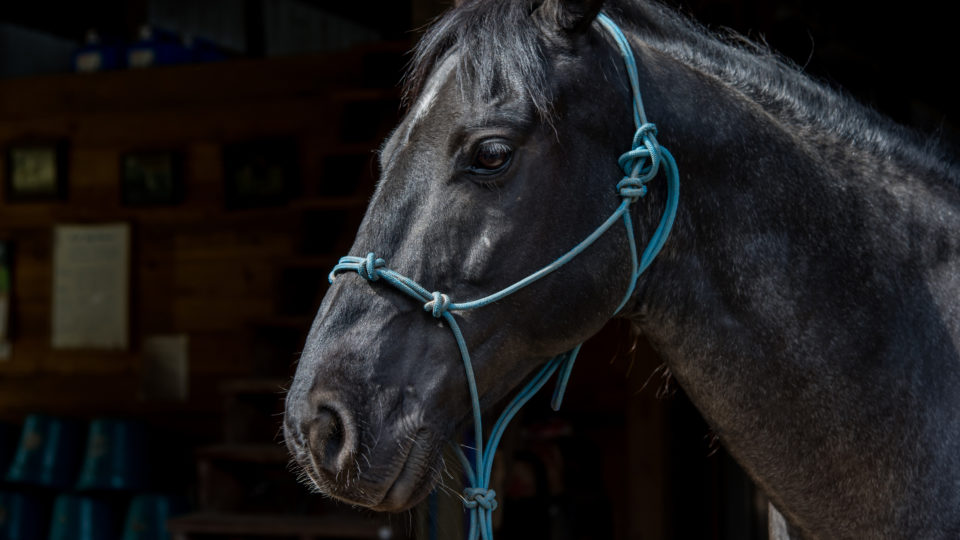 Charging Considerations in Criminal Animal Abuse Cases - Animal Legal ...