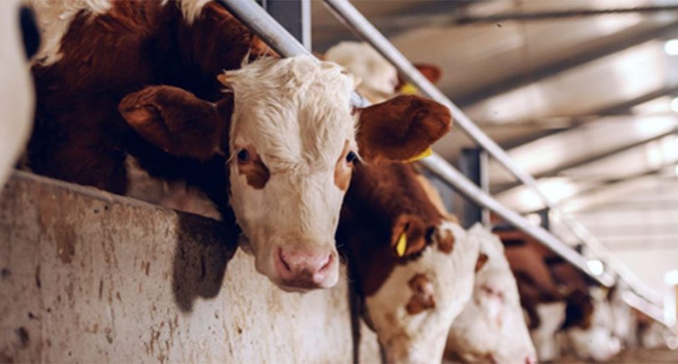 Challenging Fairlife’s Deceptive Marketing Practices - Animal Legal ...