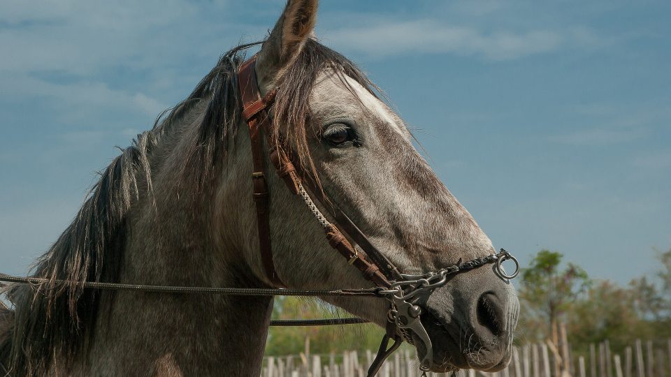 Animal Legal Defense Fund Will Seek Justice for Abused Horse in Oregon ...