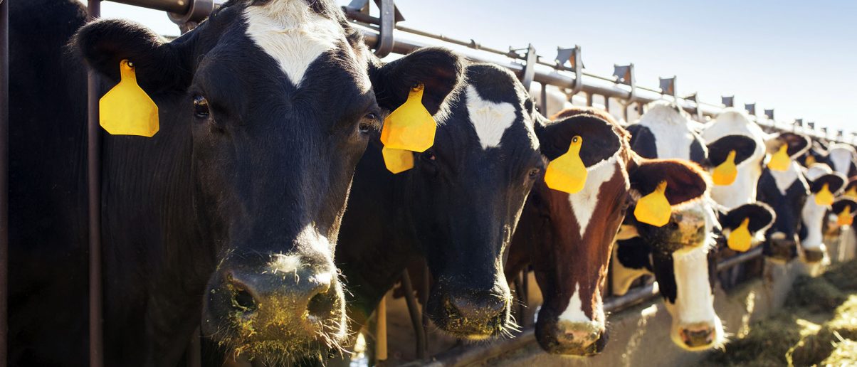 Easterday Family Ceases Attempt to Acquire Permitting for 30,000-Cow ...