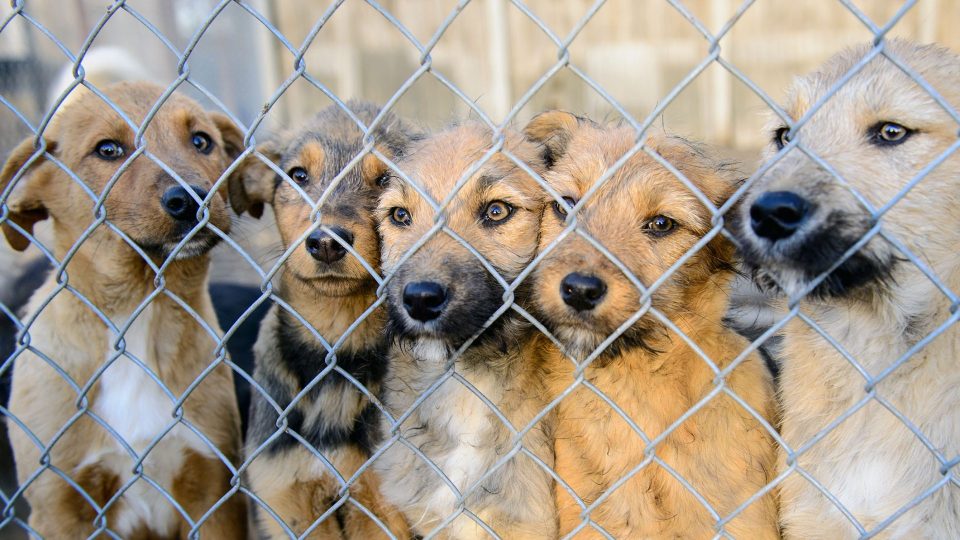 Urging Iowa Attorney General to Investigate Midwest Puppy Mill Broker ...