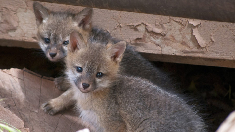 The PETS Act: Companion Animals Affected by Natural Disasters