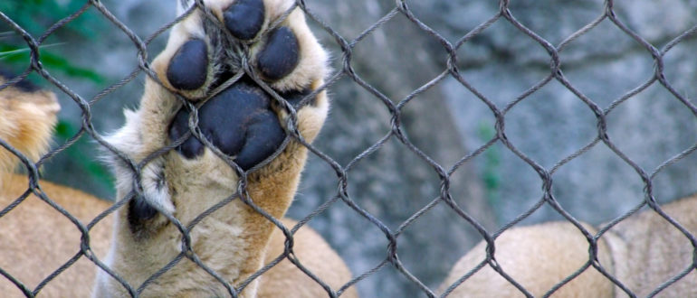 Animal Legal Defense Fund Lawsuit Shuts Down Inhumane Pennsylvania ...