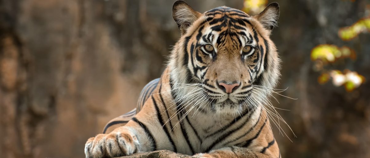 Era of Exploiting Tigers Onstage Ends with Siegfried Fischbacher’s ...