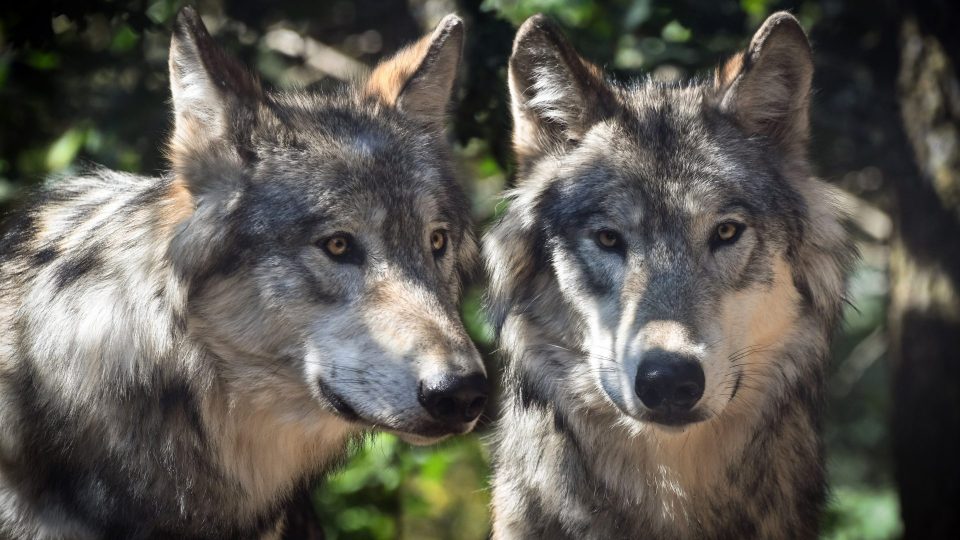 Court Rules Gray Wolves With Some Dog Genes are Protected by Endangered ...