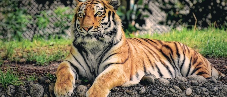 Defend the Big Cat Public Safety Act - Animal Legal Defense Fund
