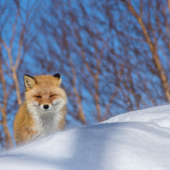 Defending San Francisco’s Fur Ban - Animal Legal Defense Fund