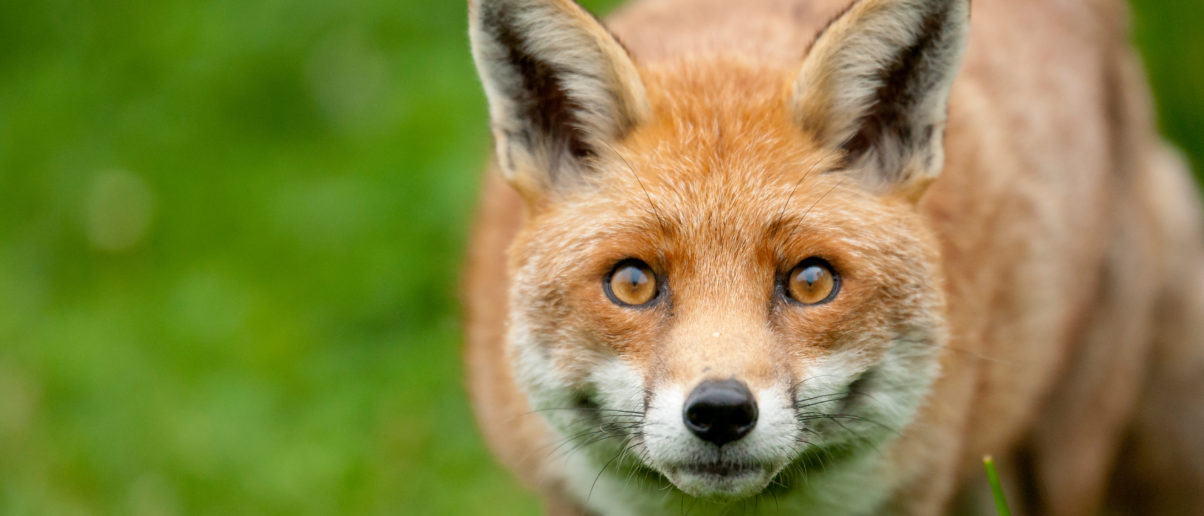 top-10-weirdest-animal-laws-on-the-books-animal-legal-defense-fund