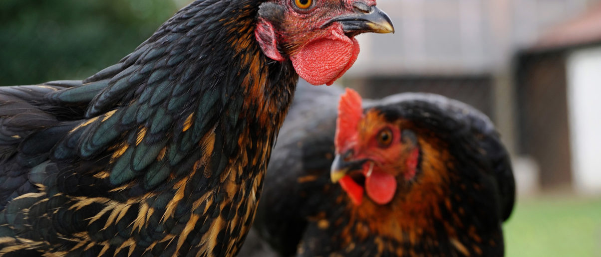 Victory for Egg-Laying Hens as 9th Circuit Affirms Dismissal of Prop 2 ...