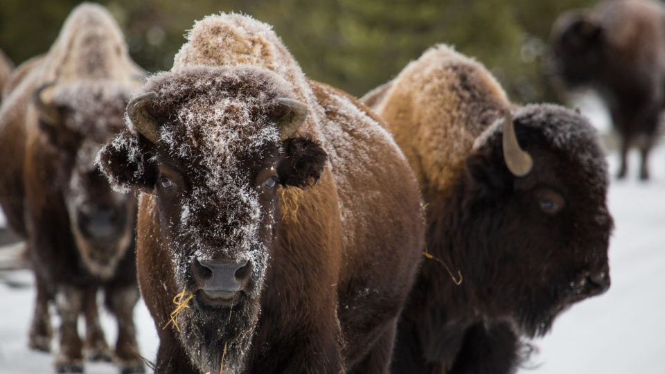 Lawsuit to Halt Yellowstone Bison Cull to Proceed - Animal Legal ...