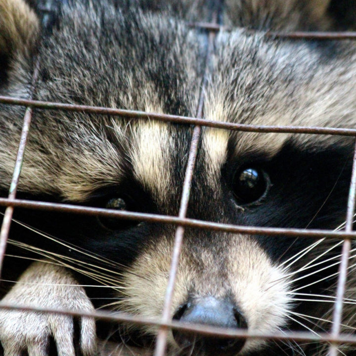 Coalition Urges Humboldt County to Void Illegal Lethal Contract with ...