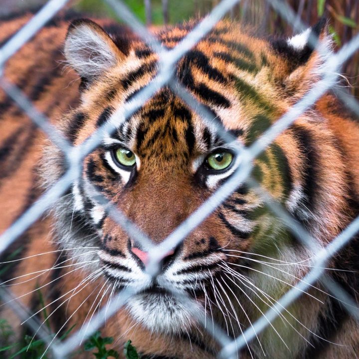 Big Cat Public Safety Act (Federal) - Animal Legal Defense Fund