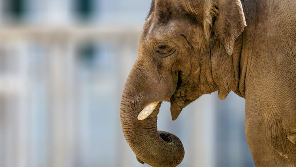 Case Study: Elephants at the LA Zoo 2018 - Animal Legal Defense Fund