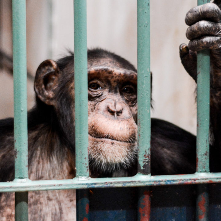 How Animals Differ from Other Types of "Property" Under the Law ...
