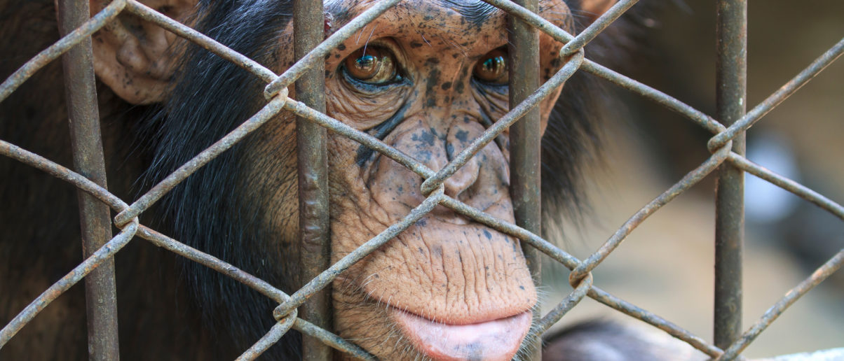 King Kong Zoo Permanently Shut Down After Being Sued by The Animal ...
