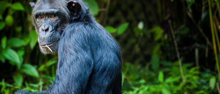 Animal Law 101 - Animal Legal Defense Fund