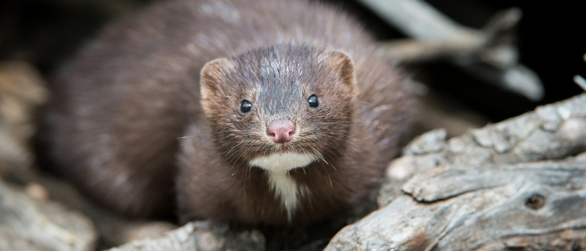 Mink VIRUS Act Introduced in the U.S. House to End Cruel and Dangerous ...