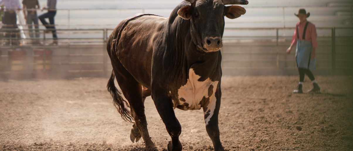 George Mason University Students Urge Ban of Professional Bull Riders ...