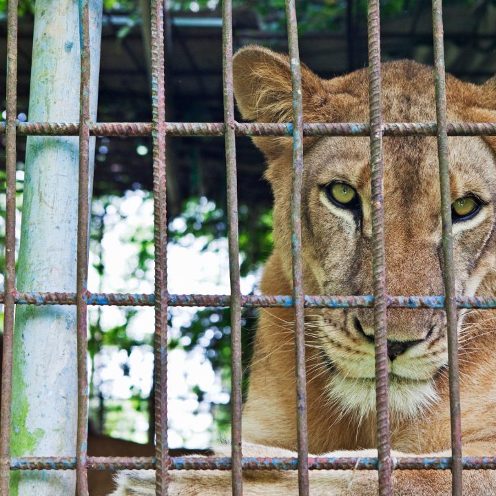 Captive Animals - Animal Legal Defense Fund