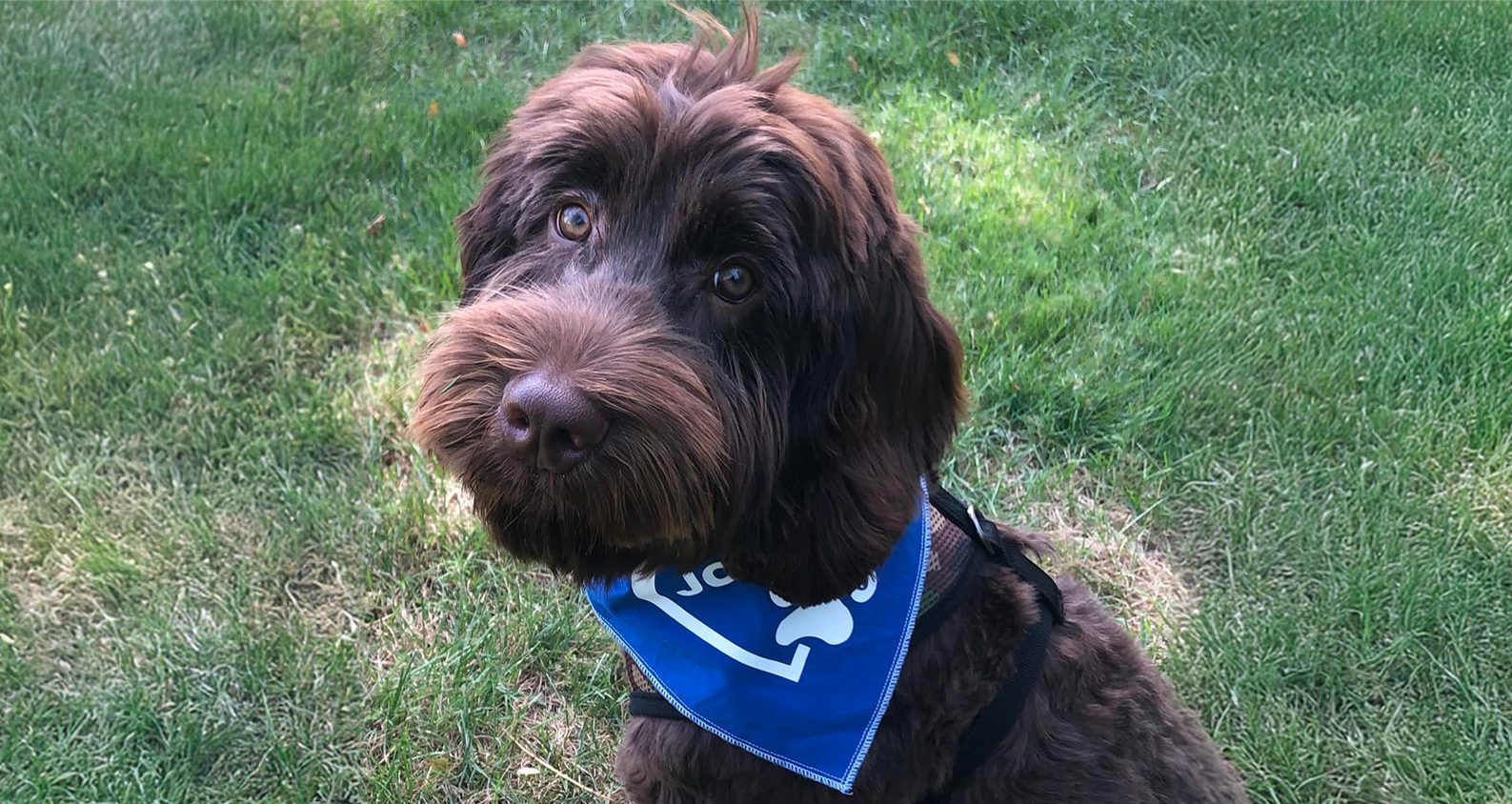 An Act to Increase Kennel Safety (Massachusetts) - Animal Legal Defense ...