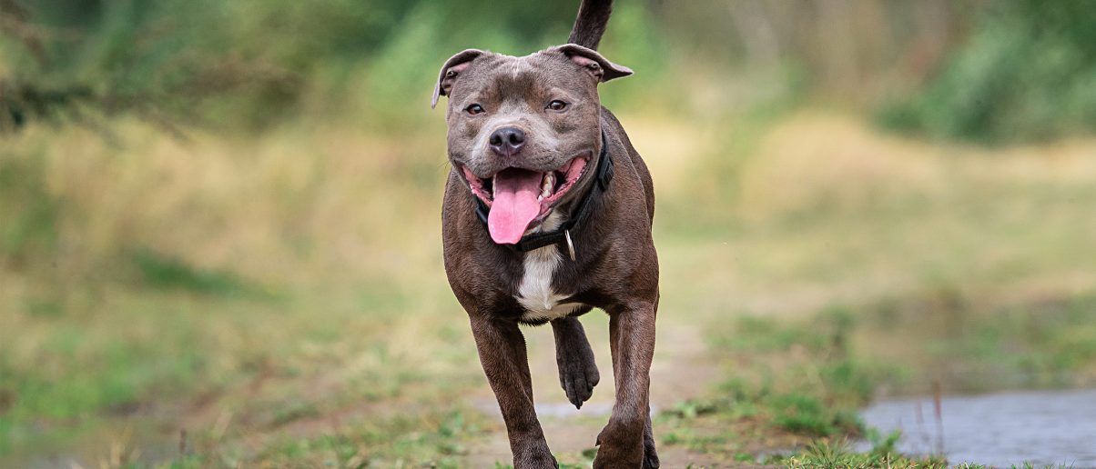 15 Dogs Released From Custody After Federal Criminal Cases Conclude ...