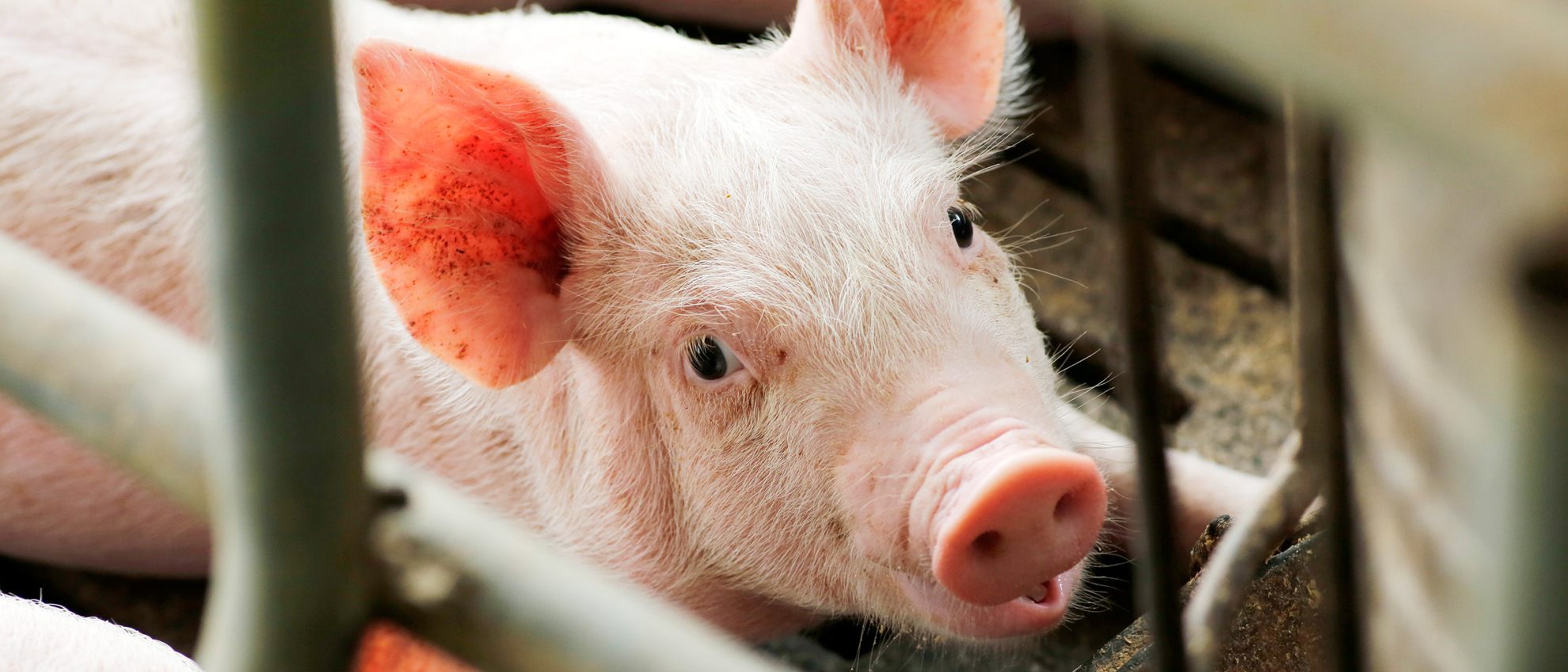 Animal Legal Defense Fund - The Legal Voice for All Animals