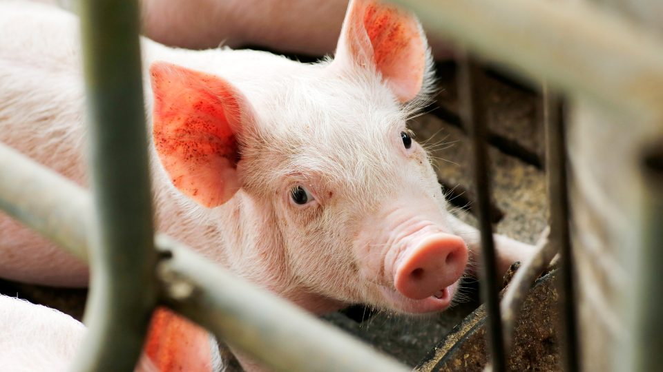Stopping Cruel High-Speed Pig Slaughter - Animal Legal Defense Fund