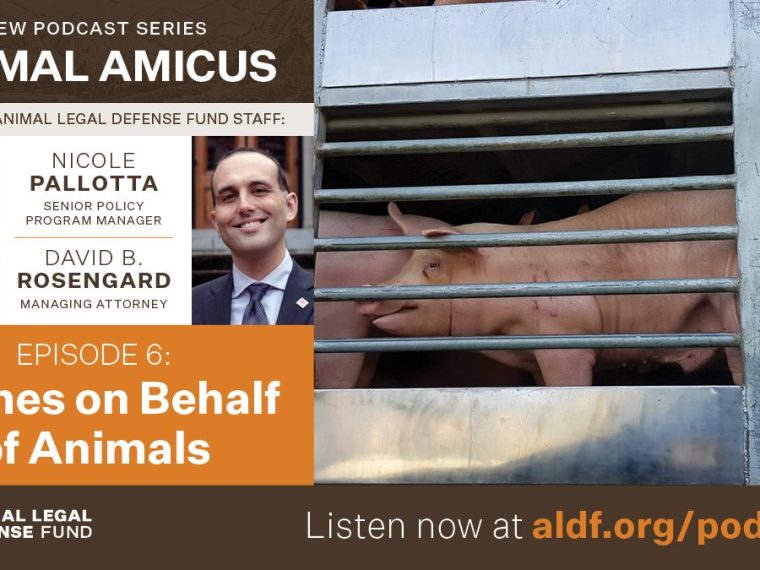 Animals in Entertainment - Animal Legal Defense Fund