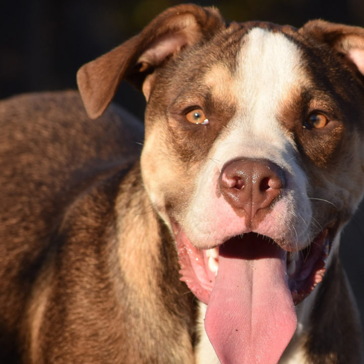 Case Study: Animal Fighting - Michael Vick - Animal Legal Defense Fund