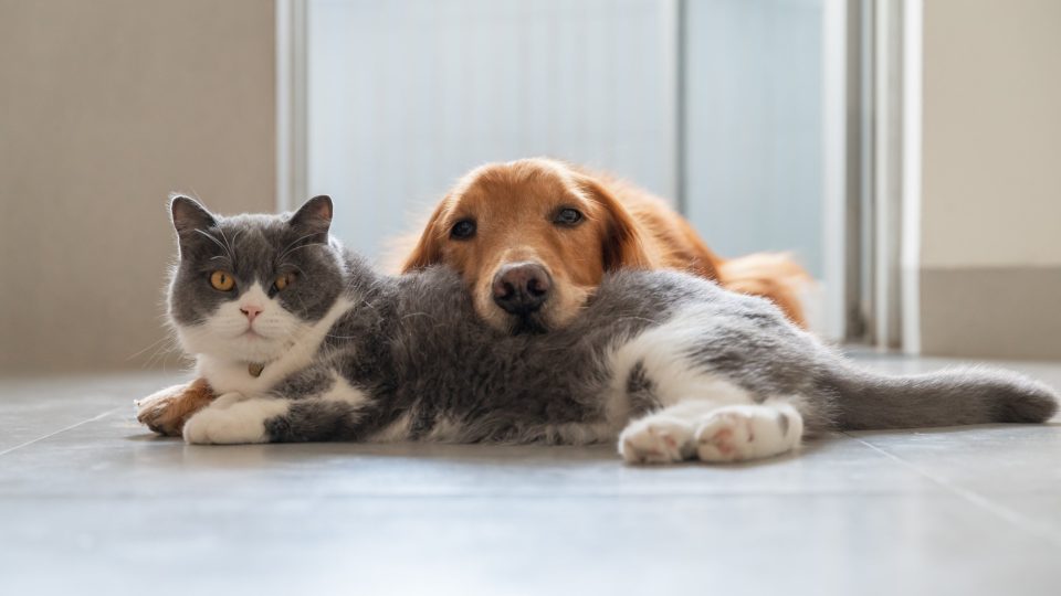 Spotlight: Abbey Barr - Animal Legal Defense Fund