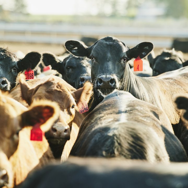 Litigation - Animal Legal Defense Fund