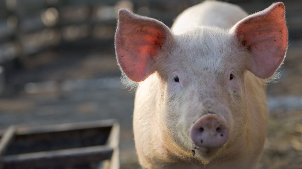 Companion Animal Theft - Animal Legal Defense Fund
