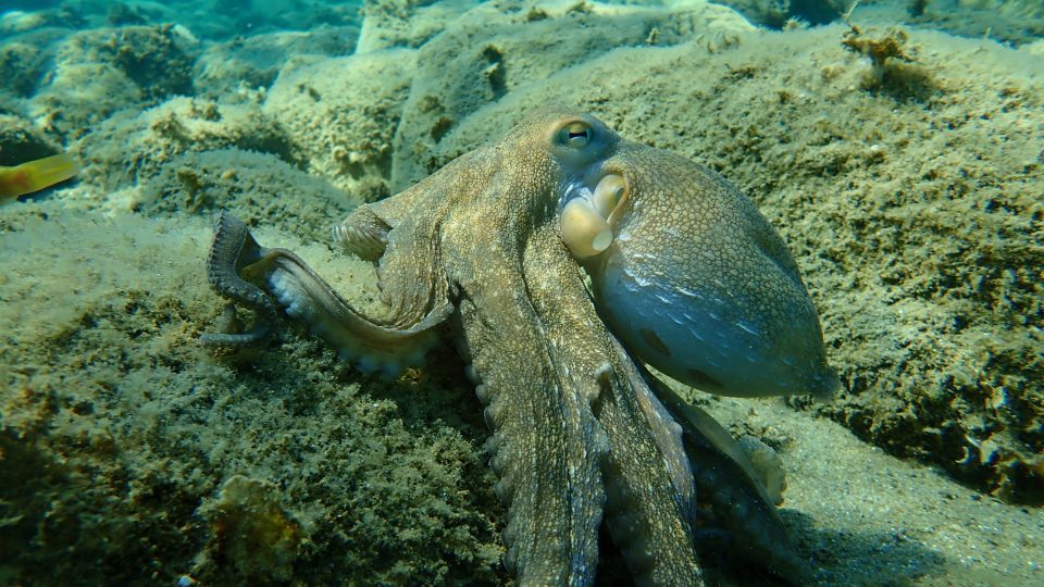 New York: Take action for octopuses today! - Animal Legal Defense Fund