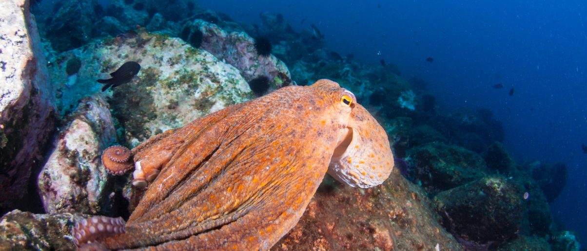 OCTOPUS Act Reintroduced in the U.S. Senate - Animal Legal Defense Fund