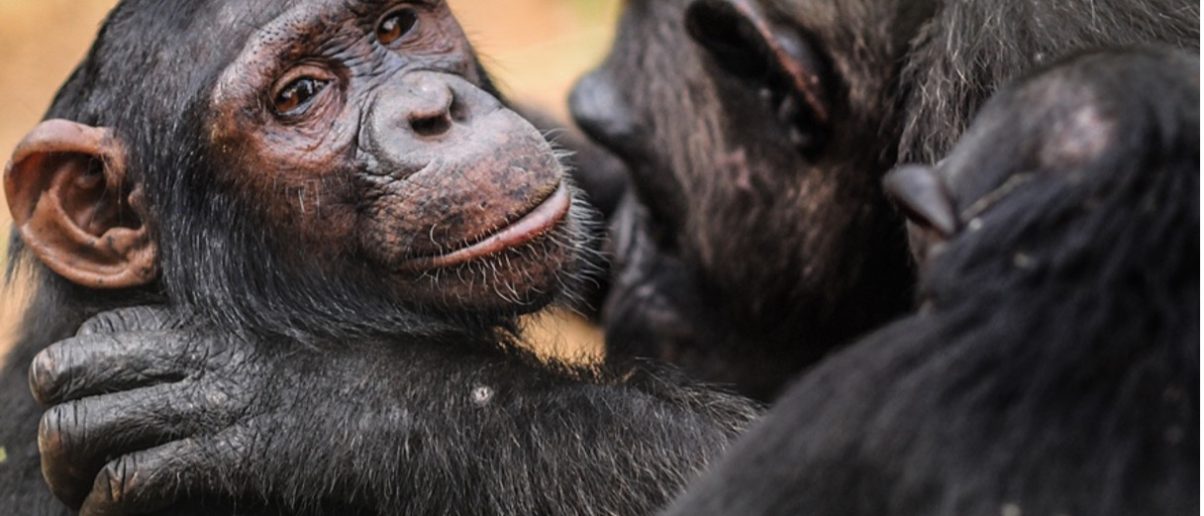 Have you witnessed any of the following situations at a roadside zoo ...