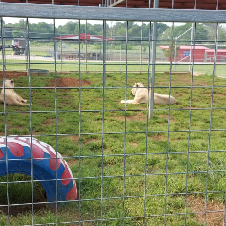 Roadside Zoos - Animal Legal Defense Fund