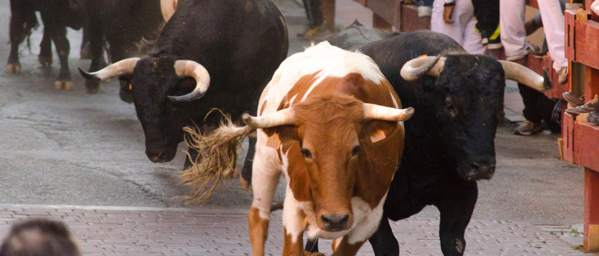 Victory: Dangerous and Cruel Bull Run Vows Never to Return to ...