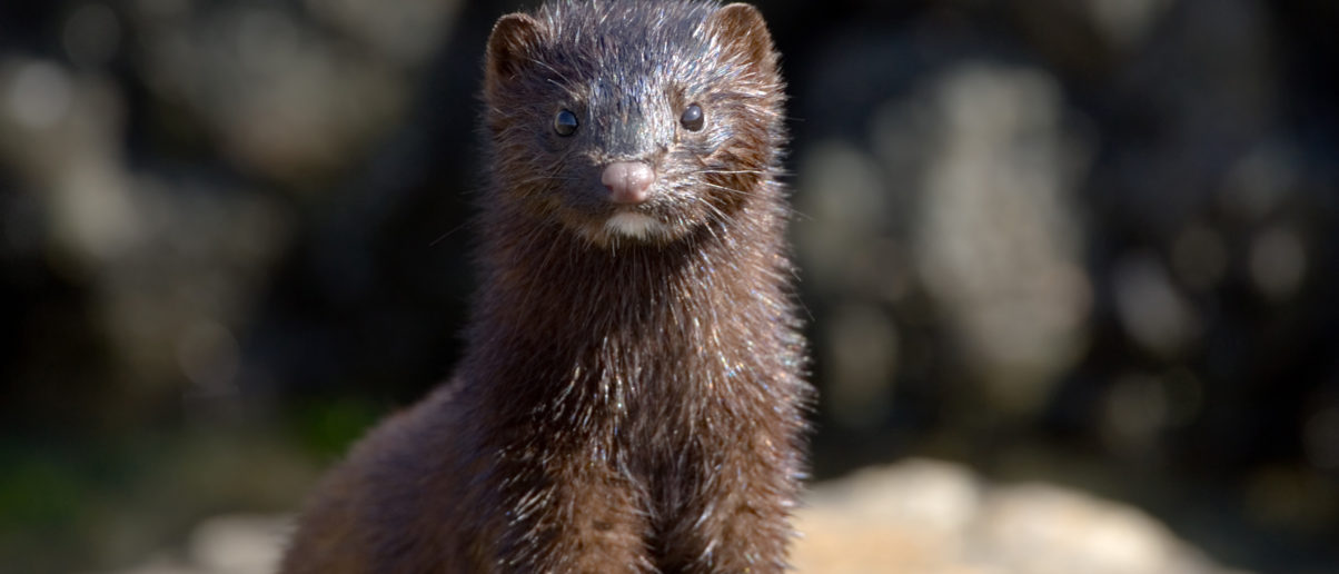 Mink VIRUS Act Reintroduced in the U.S. House to Ban Mink Farming ...