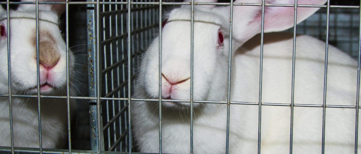 FDA Seeks to Phase Out Animal Testing for Certain Medical Drugs ...